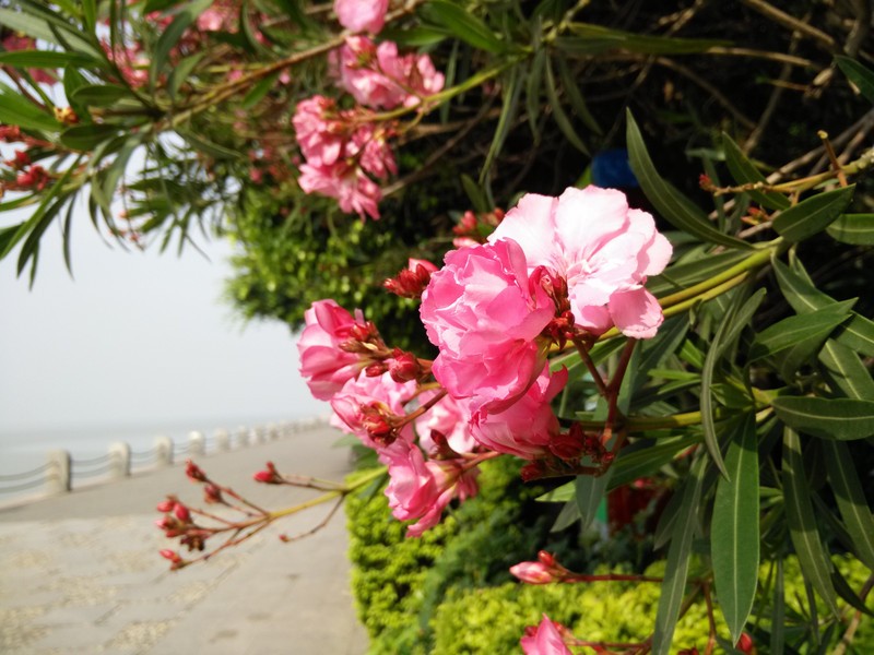 OPPO(oppo)R1S（R8007/移动4G） 样张图-ZOL中关村在线