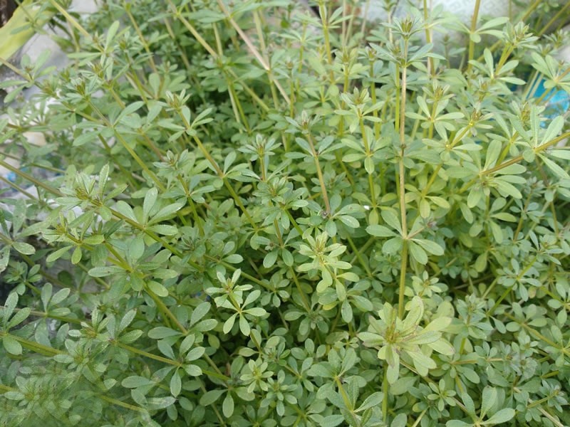 OPPO(oppo)X905（Find 3） 样张图-ZOL中关村在线